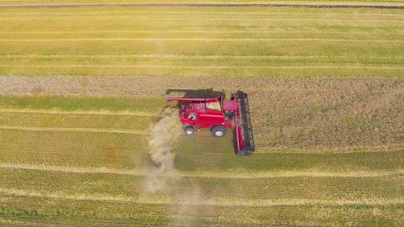 Aerial of Red Combine Harvester Working on Large Wheat Field, Stock Footage