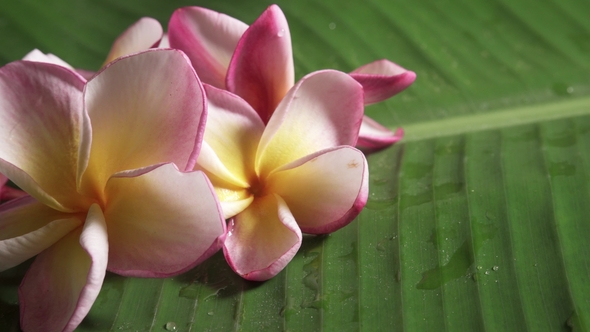 Pink Frangipani Flowers Also Known As Plumeria or Lilawadee Rotating on ...
