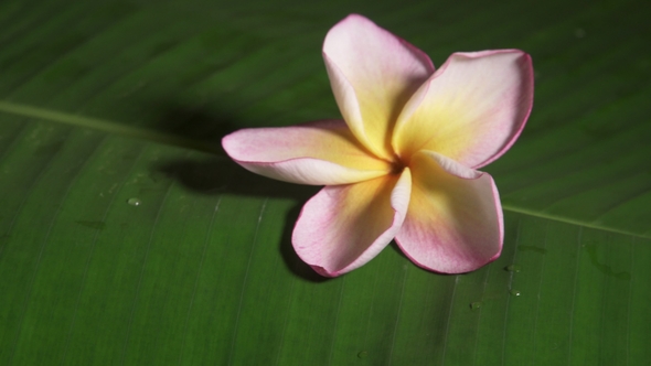 Pink Frangipani Flower Also Known As Plumeria or Lilawadee Rotating on ...