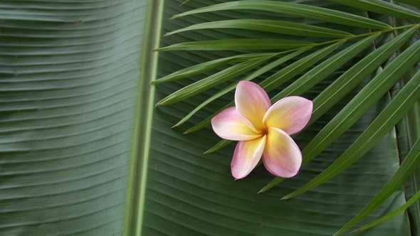 Pink Frangipani Flower Also Known As Plumeria or Lilawadee Rotating on ...