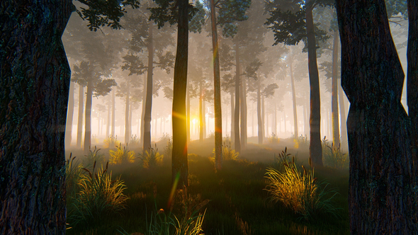 Morning In Pine Forest, Motion Graphics | VideoHive