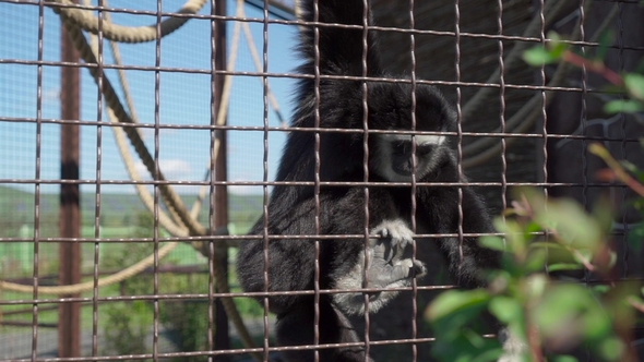 Monkey Eats at the Zoo, Stock Footage | VideoHive