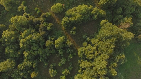 Aerial View on the Summer Trees and Bushes, Stock Footage | VideoHive