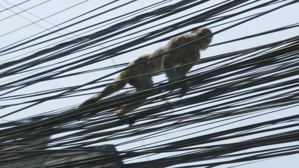 Monkey on the Electricity Cable in the City. Kathmandu, Nepal, Stock ...