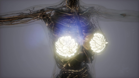Human Body with Visible Glow Mammary Gland, Motion Graphics | VideoHive