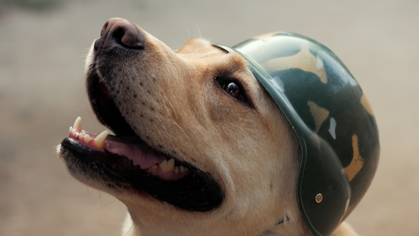 Beautiful Adult Golden Labrador Dog in Military Helmet. Doggy Smiling ...