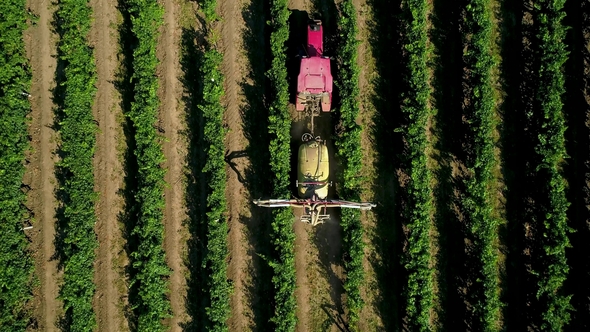 Aerial View of a Tractor Harvesting Grapes in a Vineyard. Farmer ...