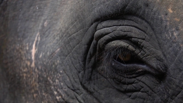 Eye of Asian Elephant (Elephas Maximus). View, Stock Footage | VideoHive