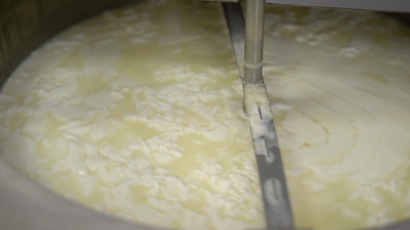 Cheesemaking Process. Huge Steel Barrel for Mixing Cheese Ingredients ...