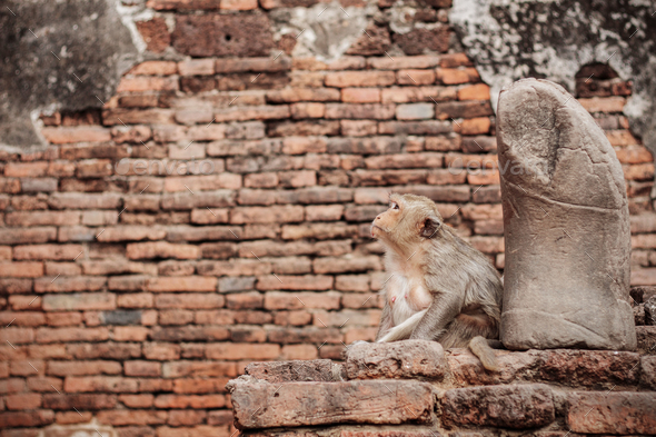 Monkey with statue in a zoo Stock Photo by RK1919 | PhotoDune