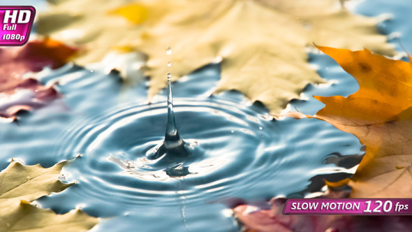 Raindrops are Falling in a Puddle Autumn, Stock Footage | VideoHive