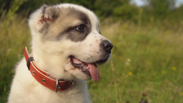 Puppy of Alabai Breed, Stock Footage | VideoHive