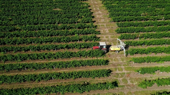 Aerial View of a Tractor Harvesting Grapes in a Vineyard. Farmer ...