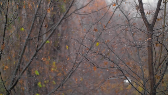 Faded Trees and Falling Snow, Scene of Late Autumn, Stock Footage ...