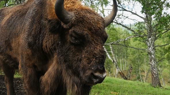 Closeup of a Frightened European Bison, Stock Footage | VideoHive
