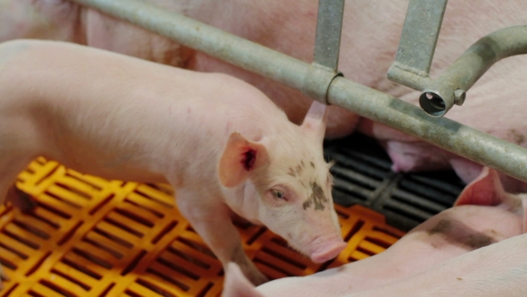 Piglet on an Modern Industrial Pig Farm, Stock Footage | VideoHive