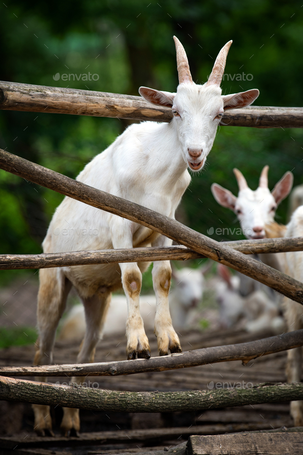Goat on a farm Stock Photo by byrdyak | PhotoDune