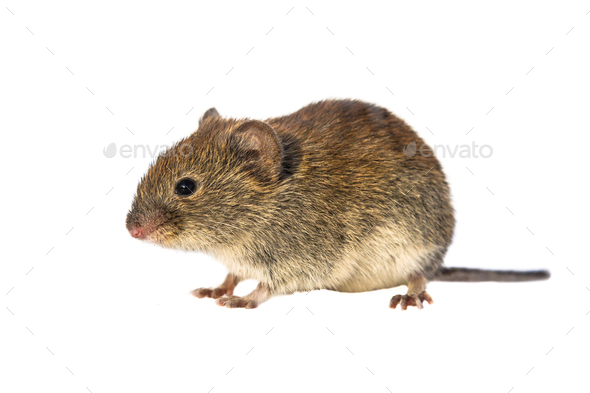 Bank vole walking on white background Stock Photo by CreativeNature_nl
