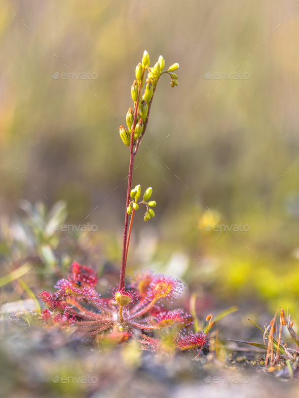 Common sundew wildflower Stock Photo by CreativeNature_nl | PhotoDune