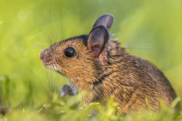 Head of Wood mouse looking up from green environment Stock Photo by ...