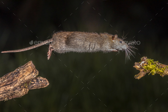 Wild brown rat jump Stock Photo by CreativeNature_nl | PhotoDune