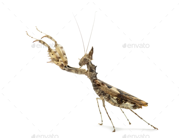 Female praying mantis, Ceratomantis saussurii, isolated on white Stock ...