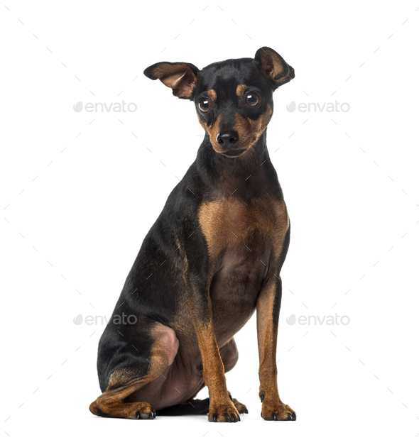 Miniature Pinscher (1 year old) Stock Photo by Lifeonwhite | PhotoDune