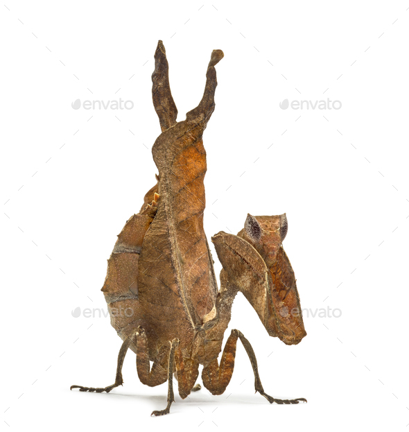 dead leaf mantises - Acanthops Sp - isolated on white Stock Photo by ...
