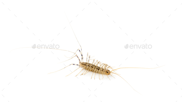 Yellowish-grey centipede, isolated on white Stock Photo by Lifeonwhite