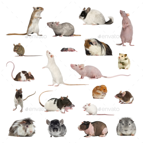 Large collection of rodent, pet and exotic, in different position Stock ...