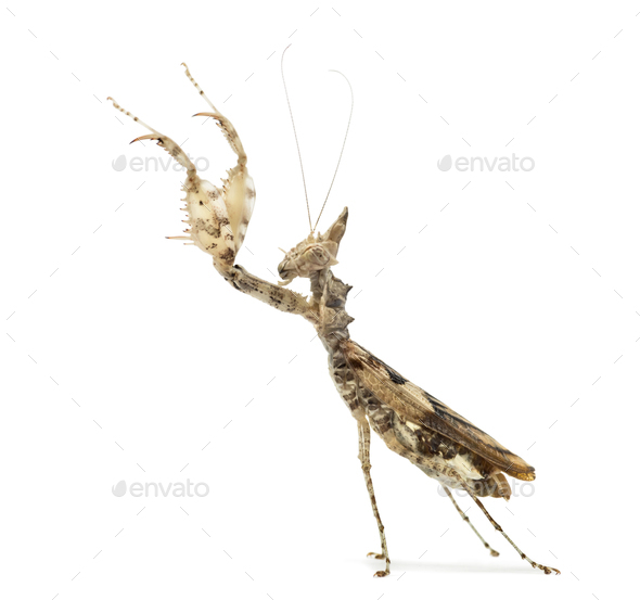 Female praying mantis, Ceratomantis saussurii, isolated on white Stock ...