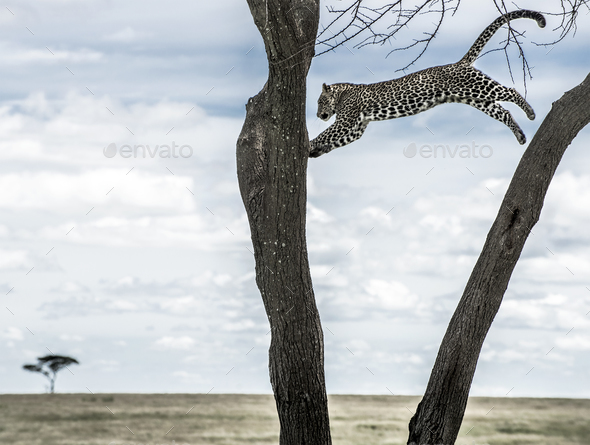 Leopard jumping between trees in Serengeti National Park Stock Photo by ...