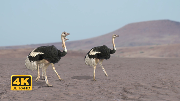 Ostrich Walking/Running, Motion Graphics | VideoHive