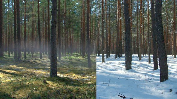 Summer To Winter Transition, Stock Footage | VideoHive