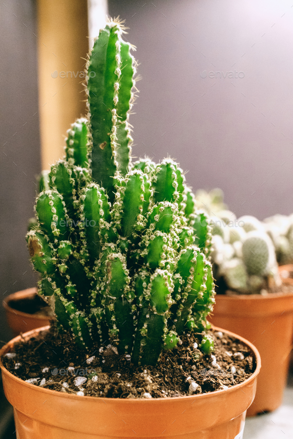 cactus Stock Photo by Panxunbin | PhotoDune