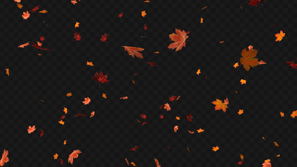 Maple Leaf 01, Motion Graphics | VideoHive