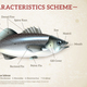 Fish Scheme Infographics, Vectors | GraphicRiver