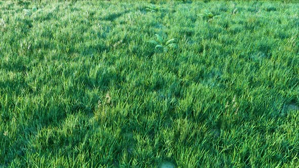 Natural Lawn Grass 4K, Motion Graphics | VideoHive