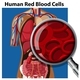 Anatomy of Human Red Blood Cells, Vectors | GraphicRiver