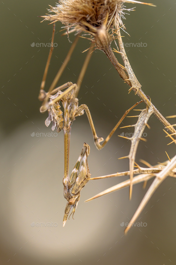 Conehead praying mantis nymph upside down Stock Photo by CreativeNature_nl