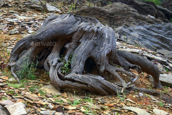Tortuous roots of an ancient dead tree Stock Photo by luisvilanova