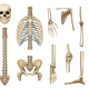 Realistic Human Skeleton Parts Set by macrovector | GraphicRiver