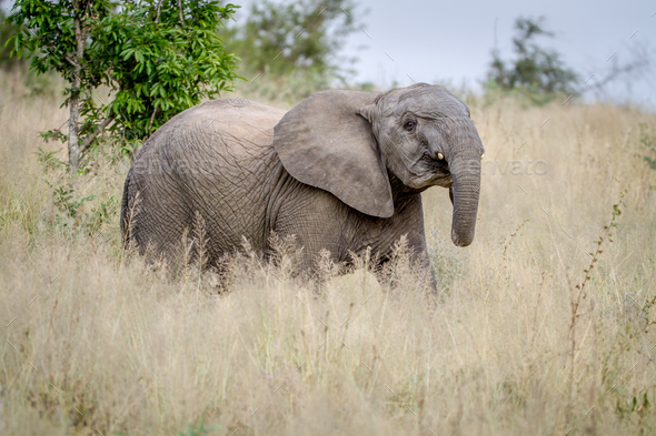 Elephant being cheeky in the grass. Stock Photo by Simoneemanphotography