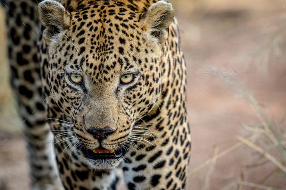 Leopard starring at the camera. Stock Photo by Simoneemanphotography
