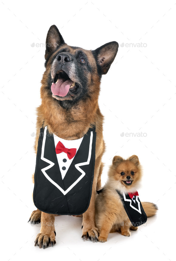 german shepherd and spitz Stock Photo by cynoclub | PhotoDune