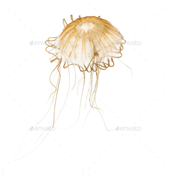 Sea Nettle Jellyfish Drawing