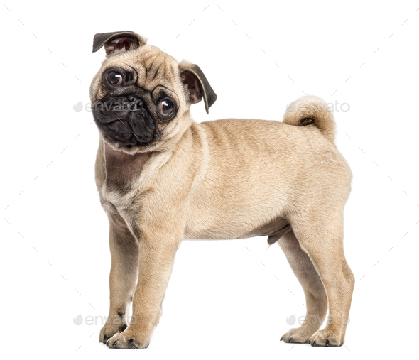 Side view of a pug puppy standing, isolated on white Stock Photo by ...