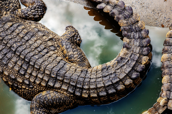 Crocodile of back Stock Photo by RK1919 | PhotoDune