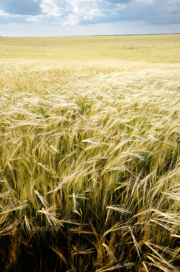 Barley field under cloudy blue sky in Ukraine Stock Photo by Olena ...