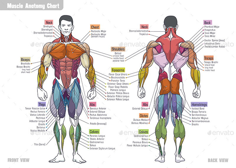 Muscle Anatomy Сhart, Vectors | GraphicRiver